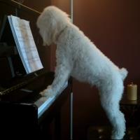 Tucker The Piano Dog - Big Geek Daddy