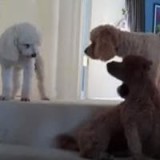 Denver The Guilty Dog