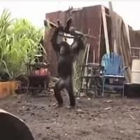 Chimp with AK-47 - Big Geek Daddy