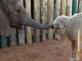 Baby Elephant And Sheep Become Friends - Big Geek Daddy