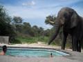 Elephant At Pool - Big Geek Daddy