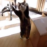 Cat In Slow Motion - Big Geek Daddy