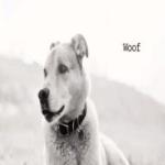 Duffy The Dog In Slow Motion