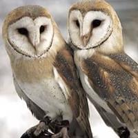 25 Most Intelligent Animals - Big Geek Daddy