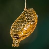 Amazing Cocoon in Rainforest