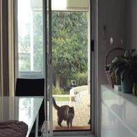 Mission Impossible Cat - Big Geek Daddy