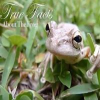 True Frog Facts - Big Geek Daddy