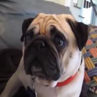 Guilty Dogs - Big Geek Daddy