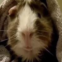 Guinea Pig Interview - Big Geek Daddy