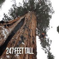 A Really Big Tree - Big Geek Daddy