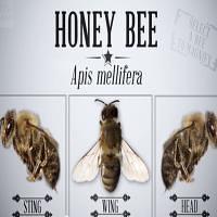 Honey Bee Micro Science - Big Geek Daddy