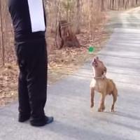 Yo-Yo Dog Walk - Big Geek Daddy