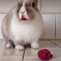 Rabbit Eating Raspberry - Big Geek Daddy