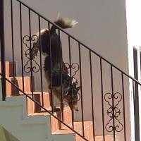 Jumpy The Dog On Stairs - Big Geek Daddy