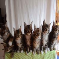 Seven Kittens Dance - Big Geek Daddy