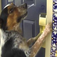 Jumpy The Dog On Vacation - Big Geek Daddy