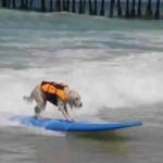 Oogy The Dog - Big Geek Daddy