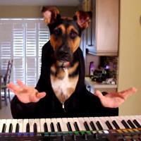 The Classical Dog Waltz - Big Geek Daddy