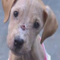 Xena The Warrior Puppy - Big Geek Daddy