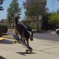 Extreme Jumpy The Dog