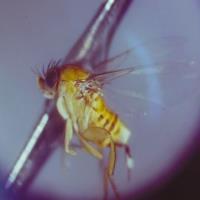 The Zombie Fly - Big Geek Daddy