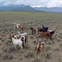 Wild Mustang Ranch - Big Geek Daddy