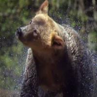 Animals In Slow Motion - Big Geek Daddy