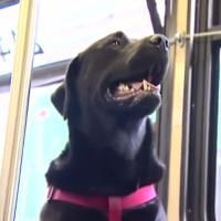 Bus Riding Dog - Big Geek Daddy