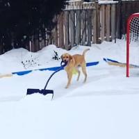 Dog Shoveling Snow - Big Geek Daddy
