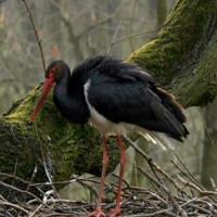 The Black Stork