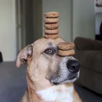 The Ultimate Dog Focus - Big Geek Daddy