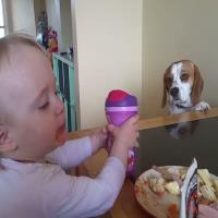 Beagle Wants Breakfast - Big Geek Daddy