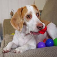 Birthday Surprise For Maymo - Big Geek Daddy