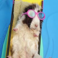 Tiny Hamster's Tiny BBQ - Big Geek Daddy