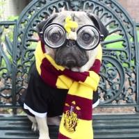 The Best of Doug the Pug - Big Geek Daddy