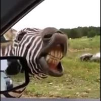 The Singing Zebra - Big Geek Daddy