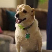 Give A Dog A Chance - Big Geek Daddy