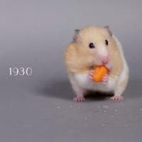 100 Years of Hamster Beauty - Big Geek Daddy