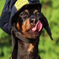 Dachshund Police Chase - Big Geek Daddy