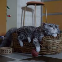 Mog The Cat's Christmas Calamity - Big Geek Daddy