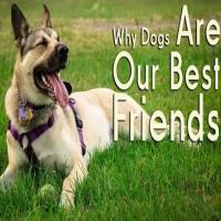 Why Dogs Make Good Friends - Big Geek Daddy