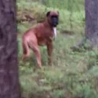 Good Hunting Dog for Sale - Big Geek Daddy