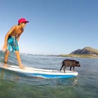 The Surfing Pig - Big Geek Daddy