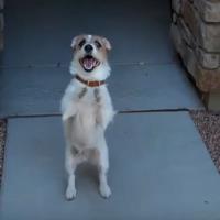 Jesse The Dog - Big Geek Daddy