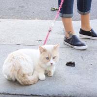 People Walking Their Cats - Big Geek Daddy