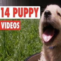 14 Funny Puppy Videos - Big Geek Daddy