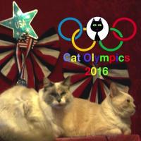 Cat Olympics 2016