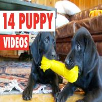 14 Adorable Puppy Videos - Big Geek Daddy