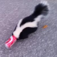 How To Rescue A Skunk - Big Geek Daddy