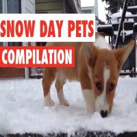 Pets On Snow Days Compilation - Big Geek Daddy